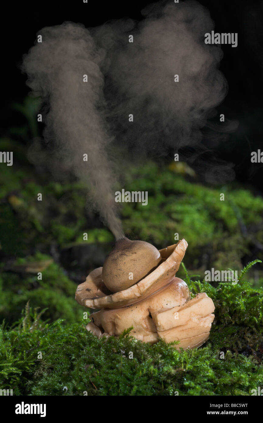 Earth star mushroom hi-res stock photography and images - Alamy