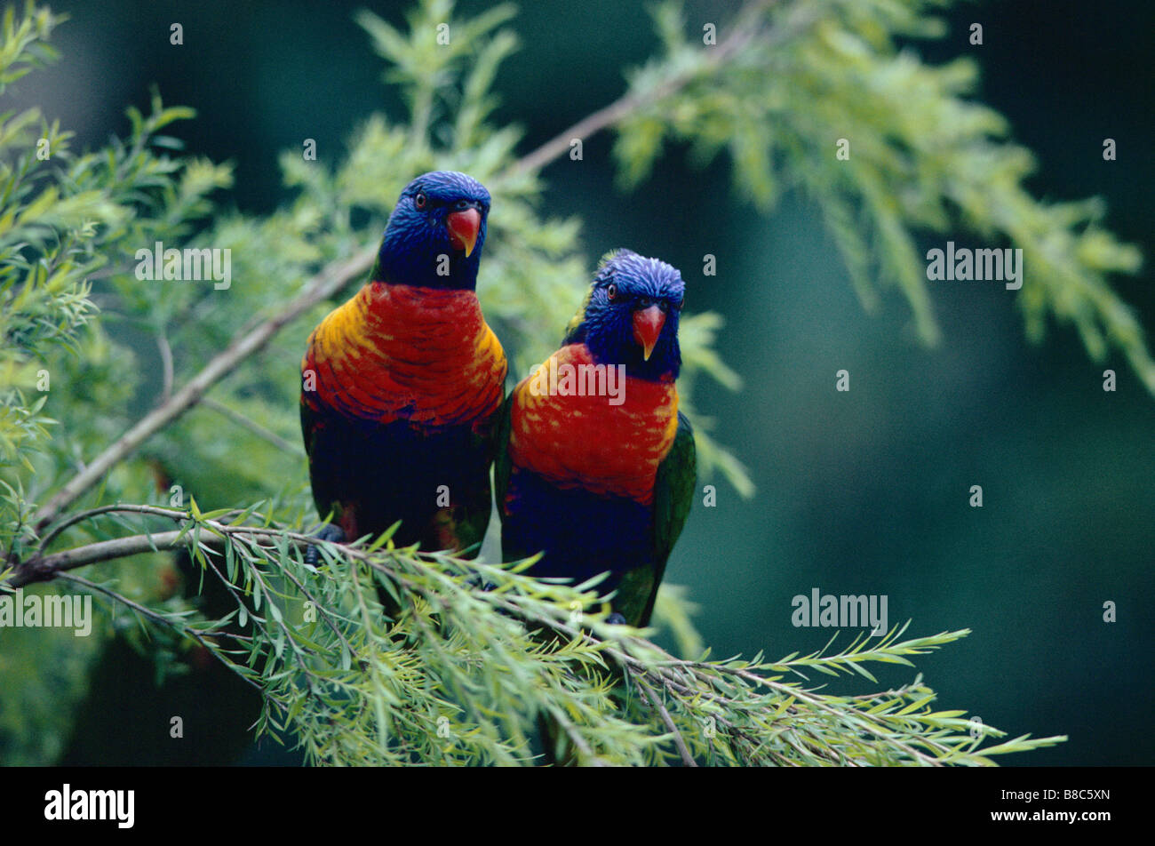 Male rainbow lorikeet hi-res stock photography and images - Alamy