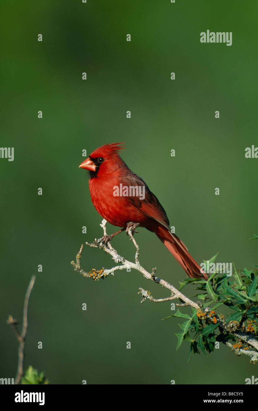 Cardinal hi-res stock photography and images - Alamy