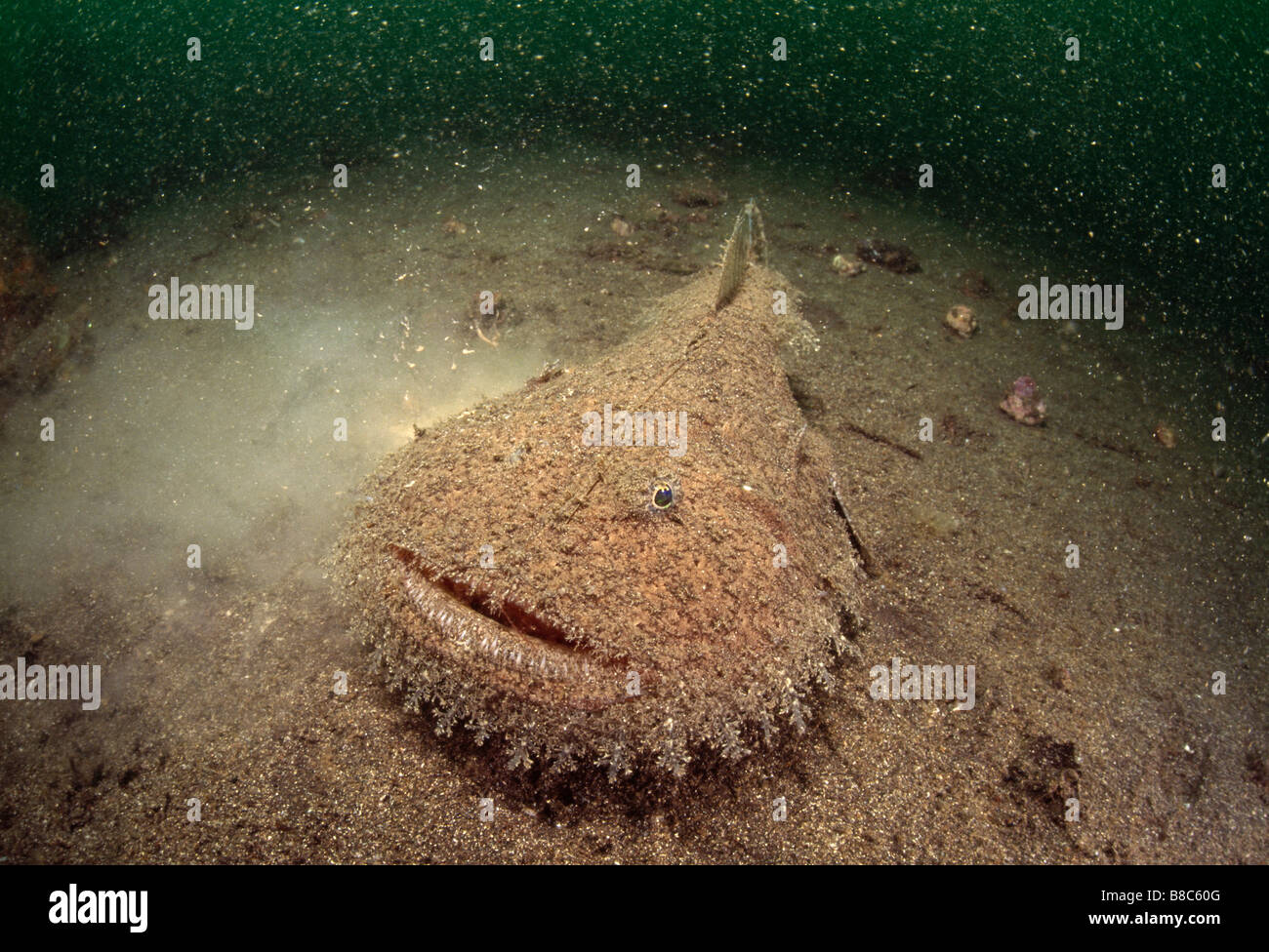 Lophiomus hi-res stock photography and images - Alamy