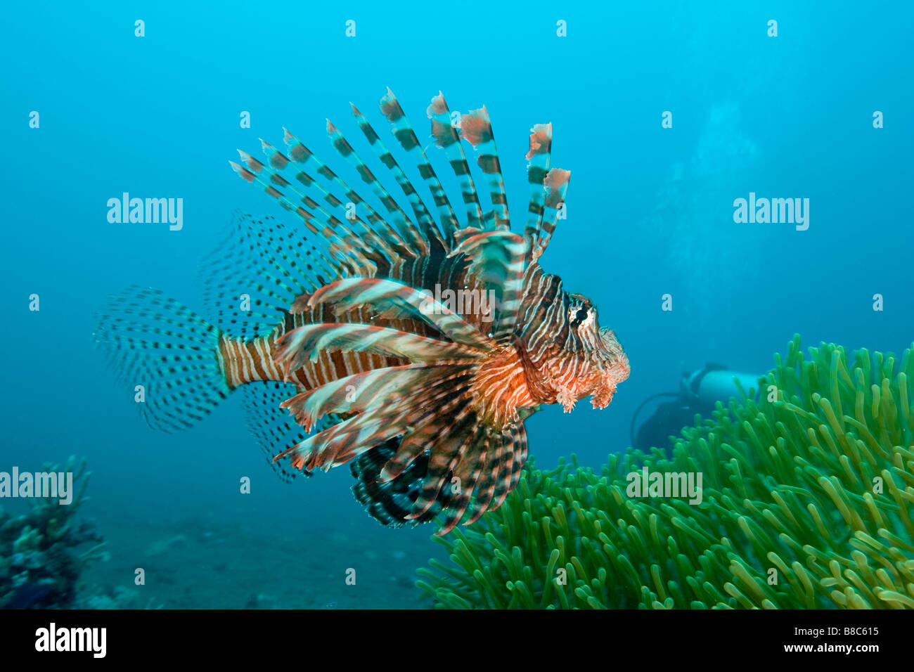 Indo pacific common lionfish hi-res stock photography and images - Alamy