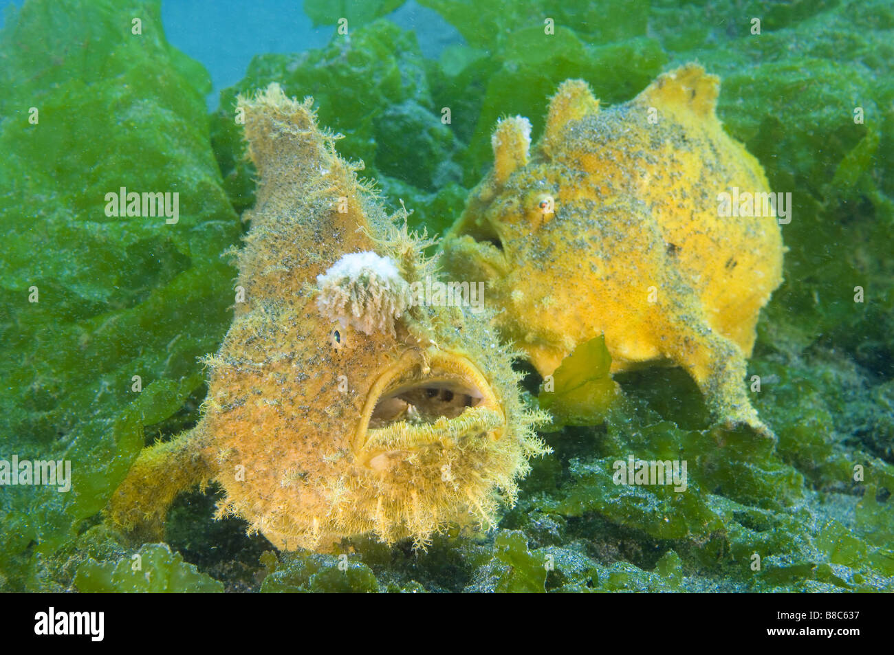 Pair of frogfish hi-res stock photography and images - Alamy