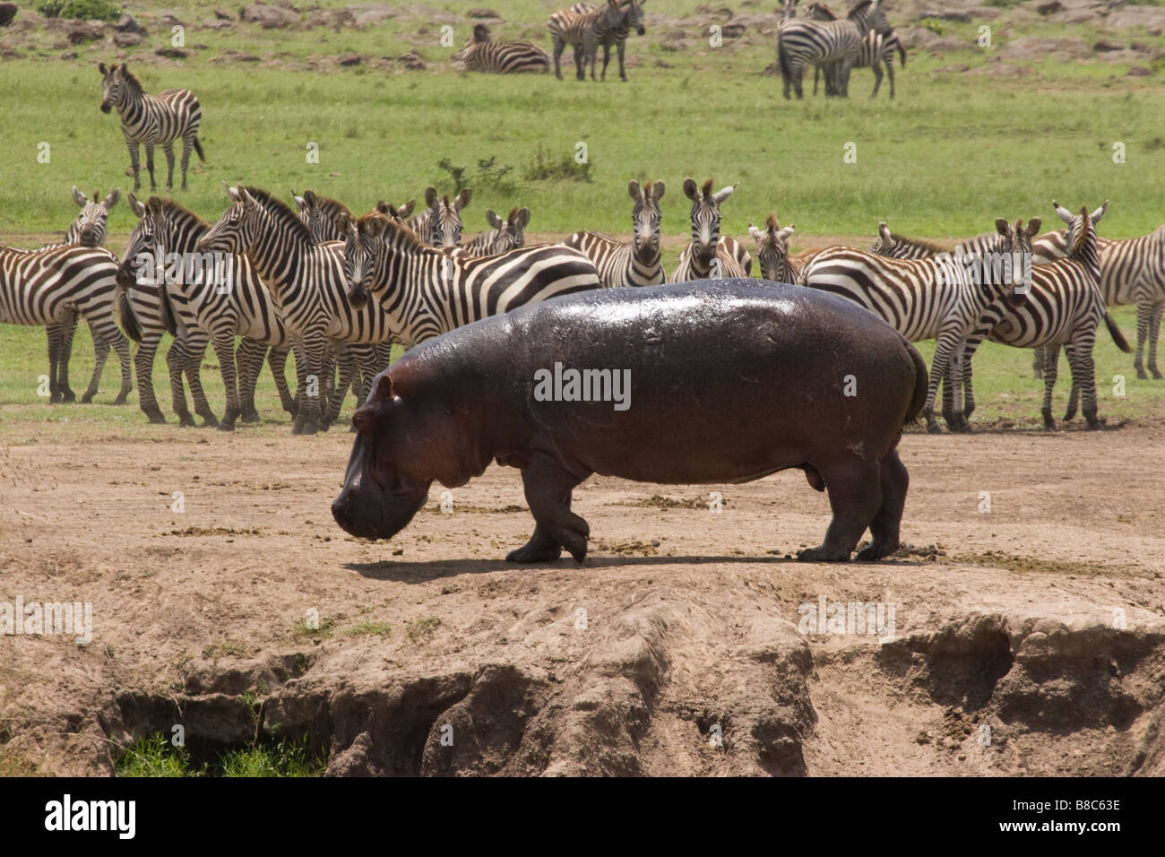 Hippopotamidae hi-res stock photography and images - Alamy
