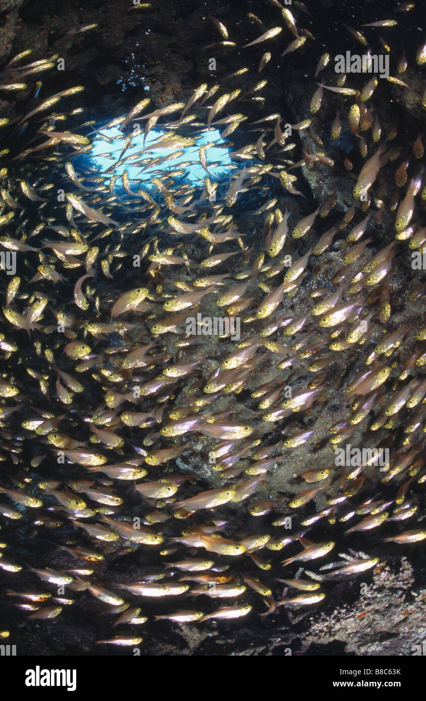 Shoal of glassfish hi-res stock photography and images - Alamy