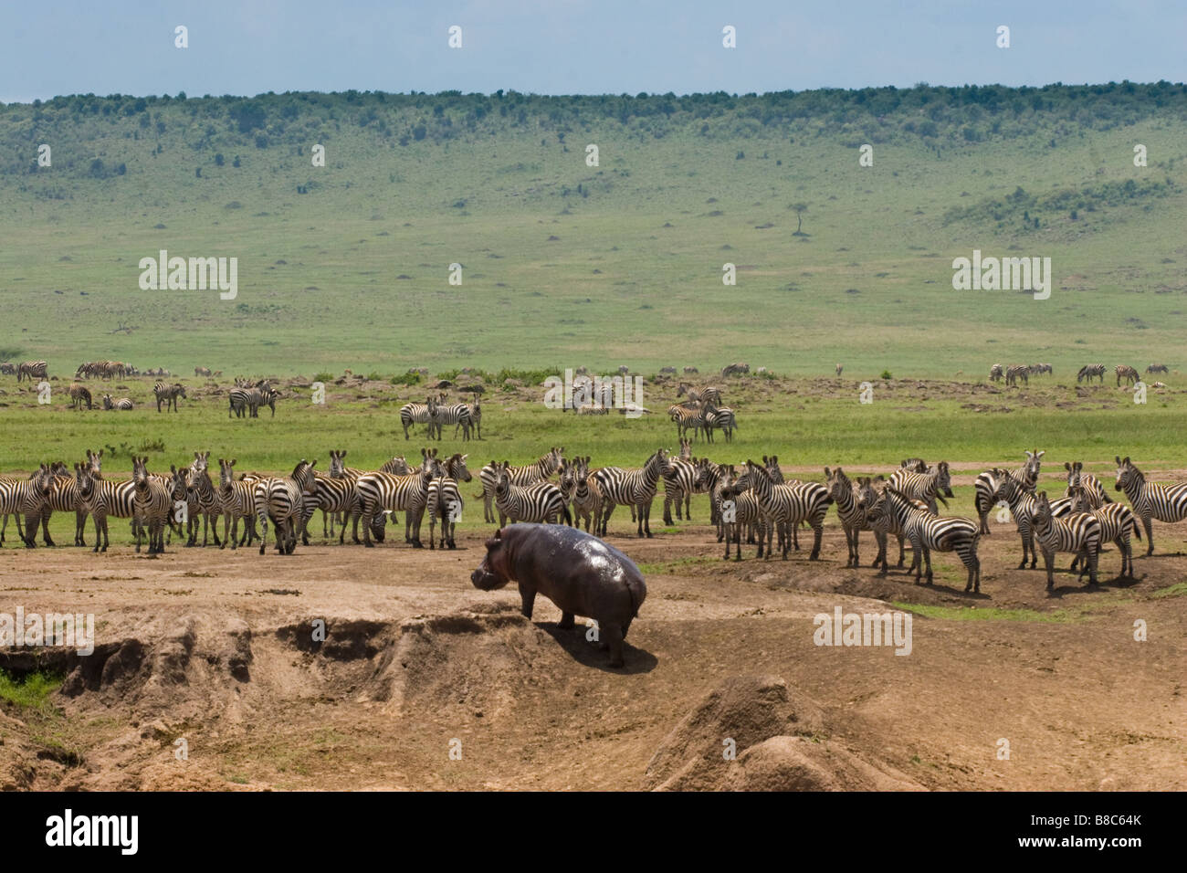 Hippopotamus and zebras Stock Photo - Alamy