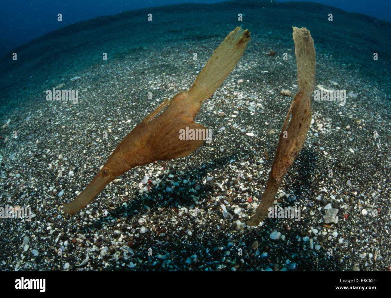 Ghost Pipefish Freshwater