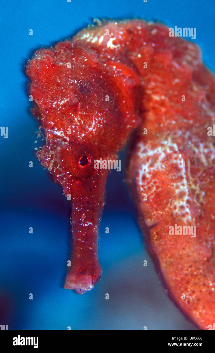 Slender seahorse hi-res stock photography and images - Alamy