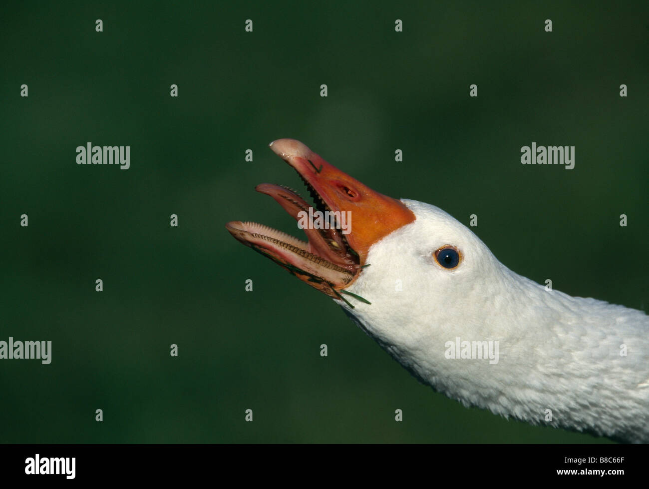 GOOSE threat display Stock Photo - Alamy