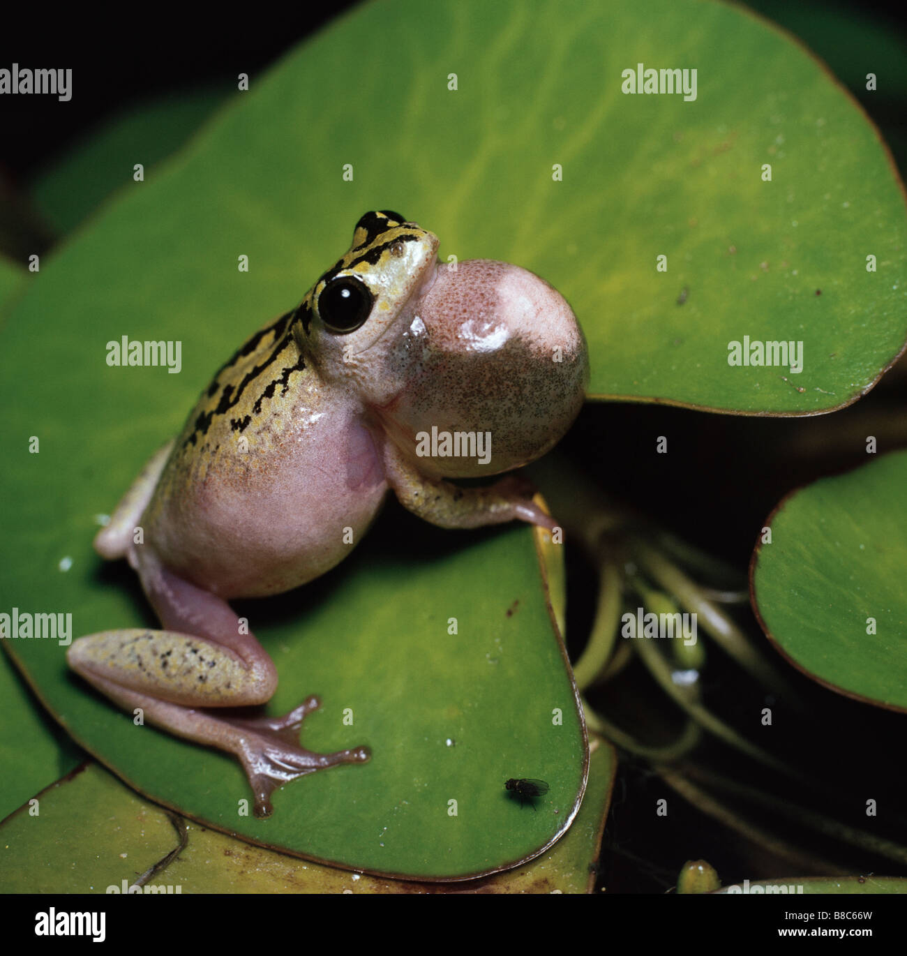 MARBLED REED FROG Stock Photo - Alamy