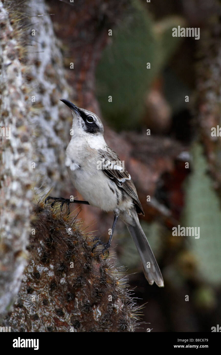 Mockingbird, Nesomimus parvulus, perched on giant droopy prickly pear ...