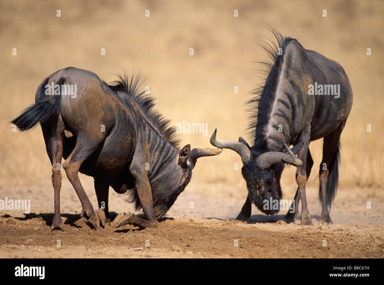 Wildebeest males hi-res stock photography and images - Alamy