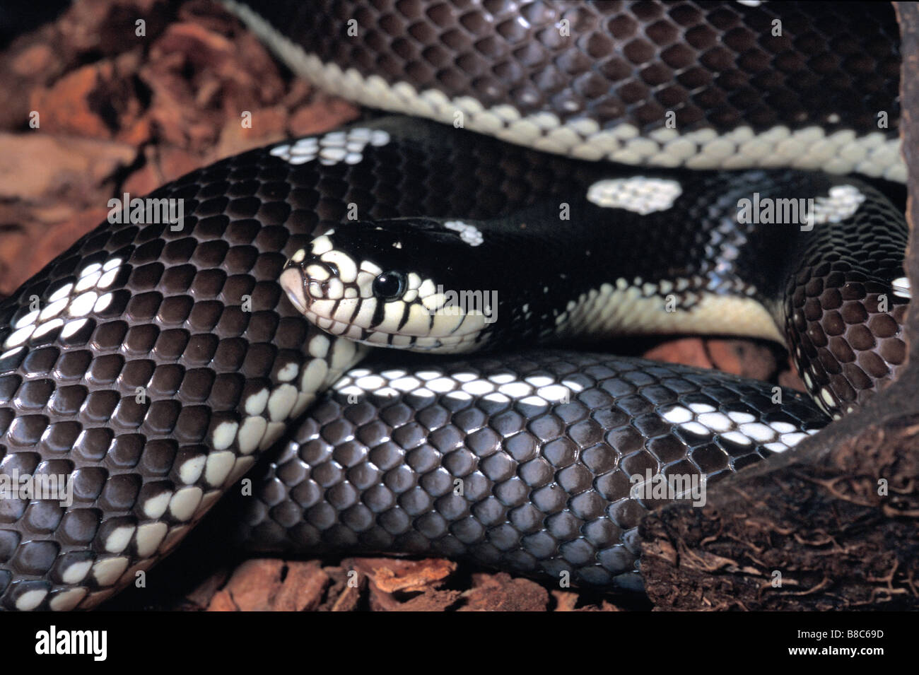 Milk Snake Lampropeltis getula californiae, Colubridae, USA Stock Photo ...