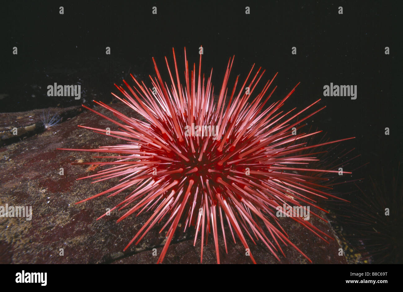 Spiny sea urchin Stock Photo - Alamy