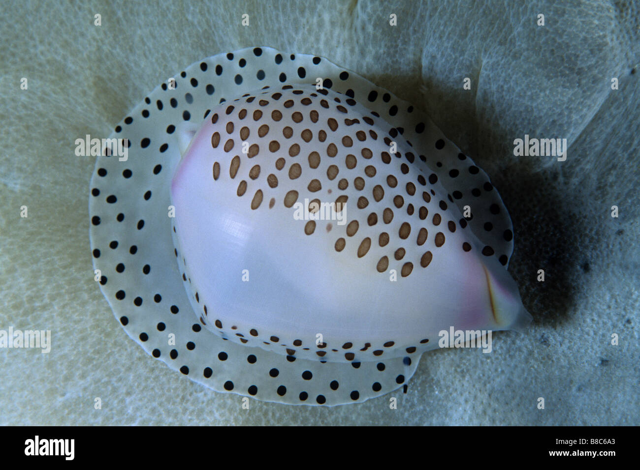 Indo pacific coral reefs hi-res stock photography and images - Alamy