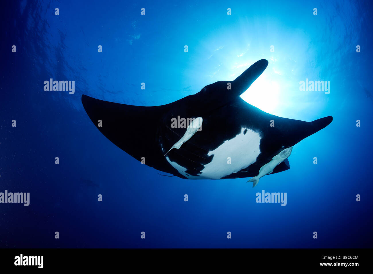 Remoras rays hi-res stock photography and images - Alamy