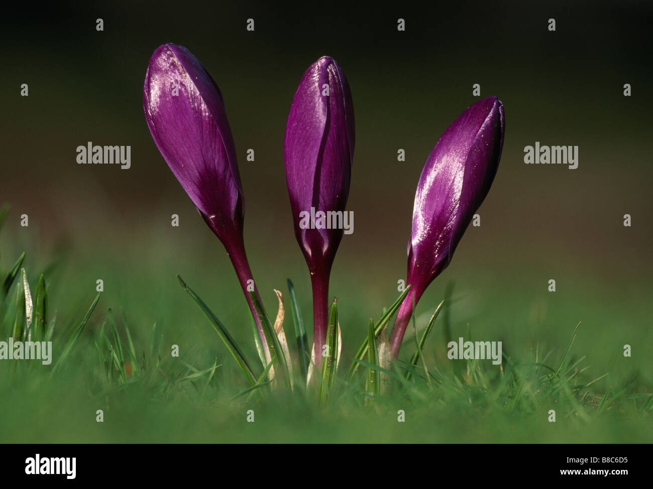 SPRING CROCUS three buds Stock Photo - Alamy