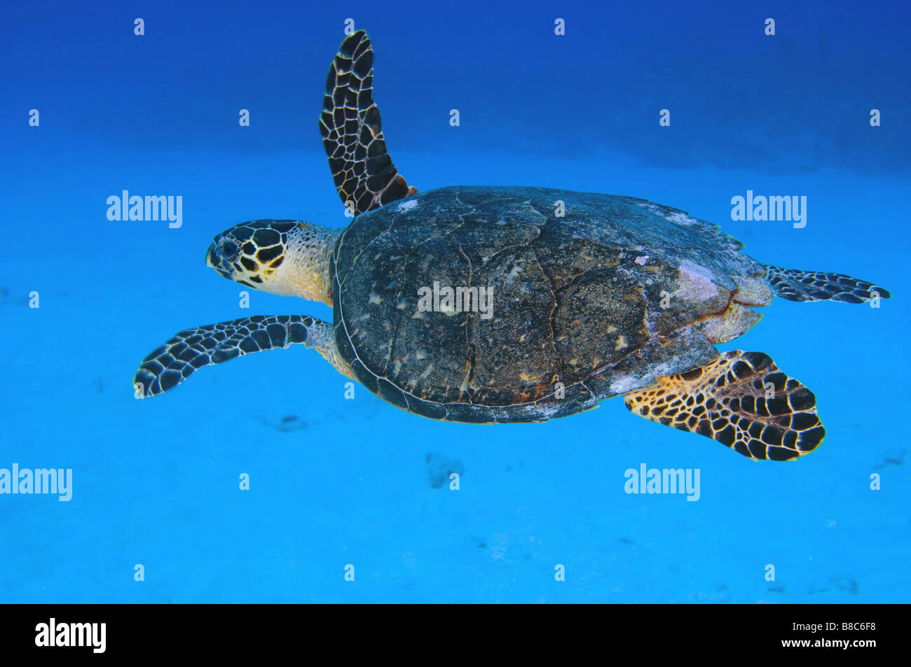 A Hawksbill Turtle Stock Photo - Alamy