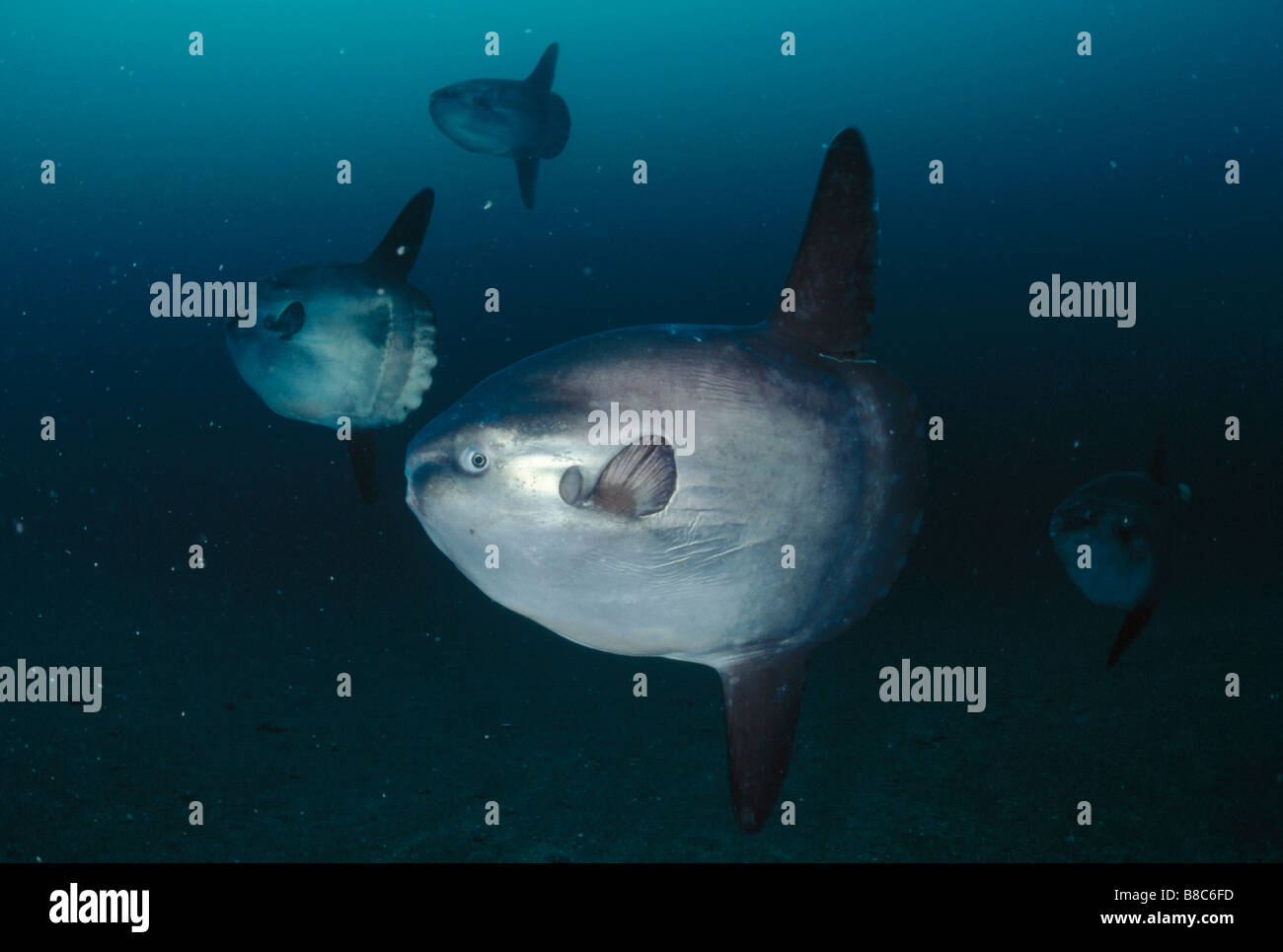 Sunfishes hi-res stock photography and images - Alamy