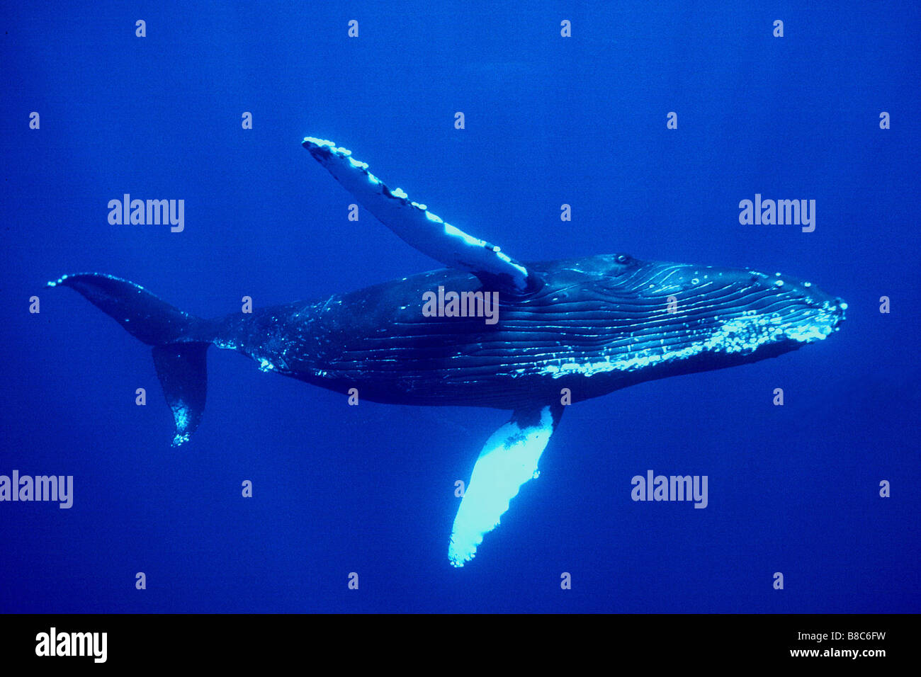 Male humpback whale megaptera novaeangliae hi-res stock photography and ...