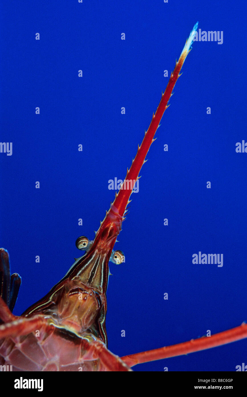 Arrow Crab High Resolution Stock Photography and Images - Alamy