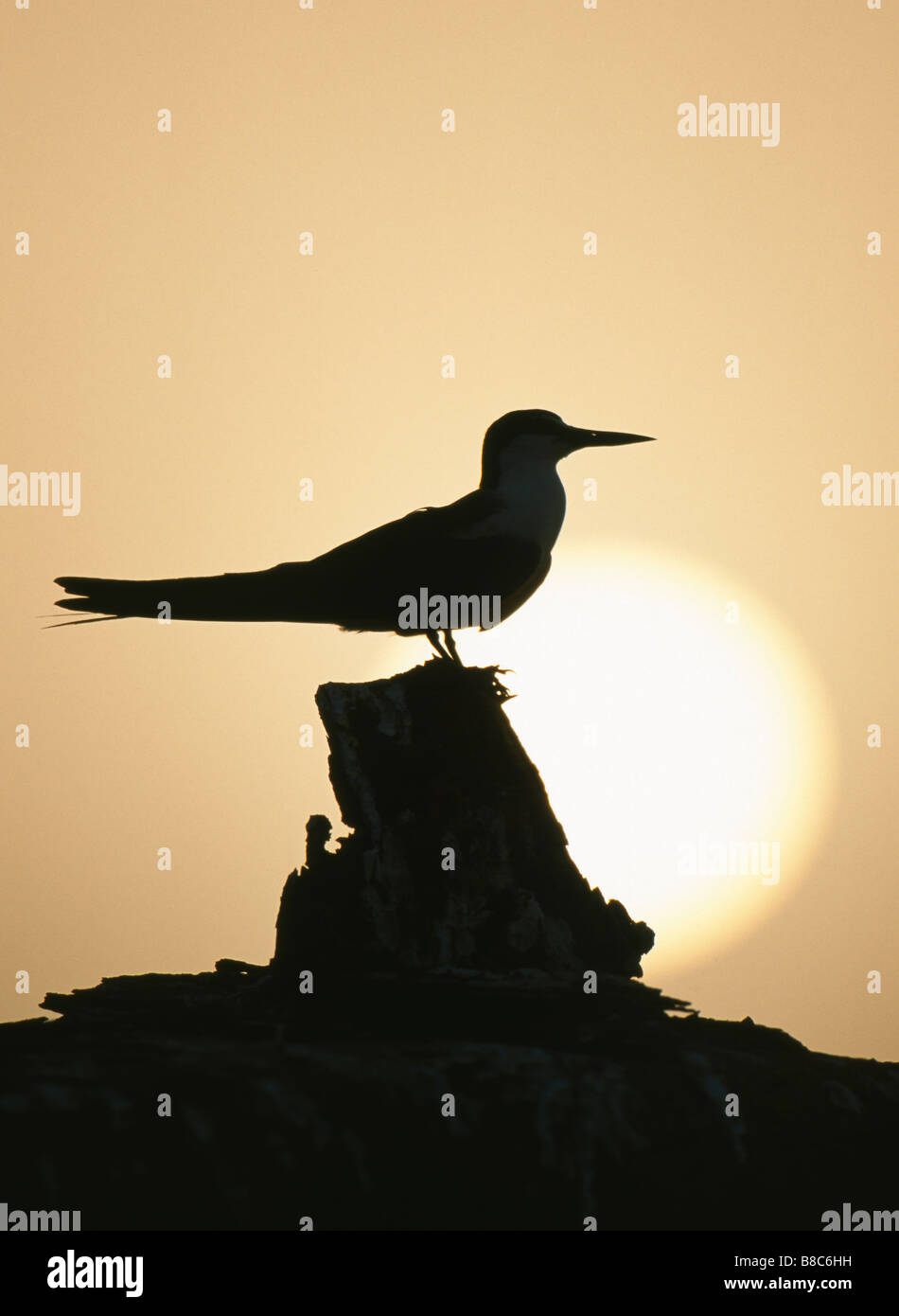Sterna anaethetus hi-res stock photography and images - Alamy