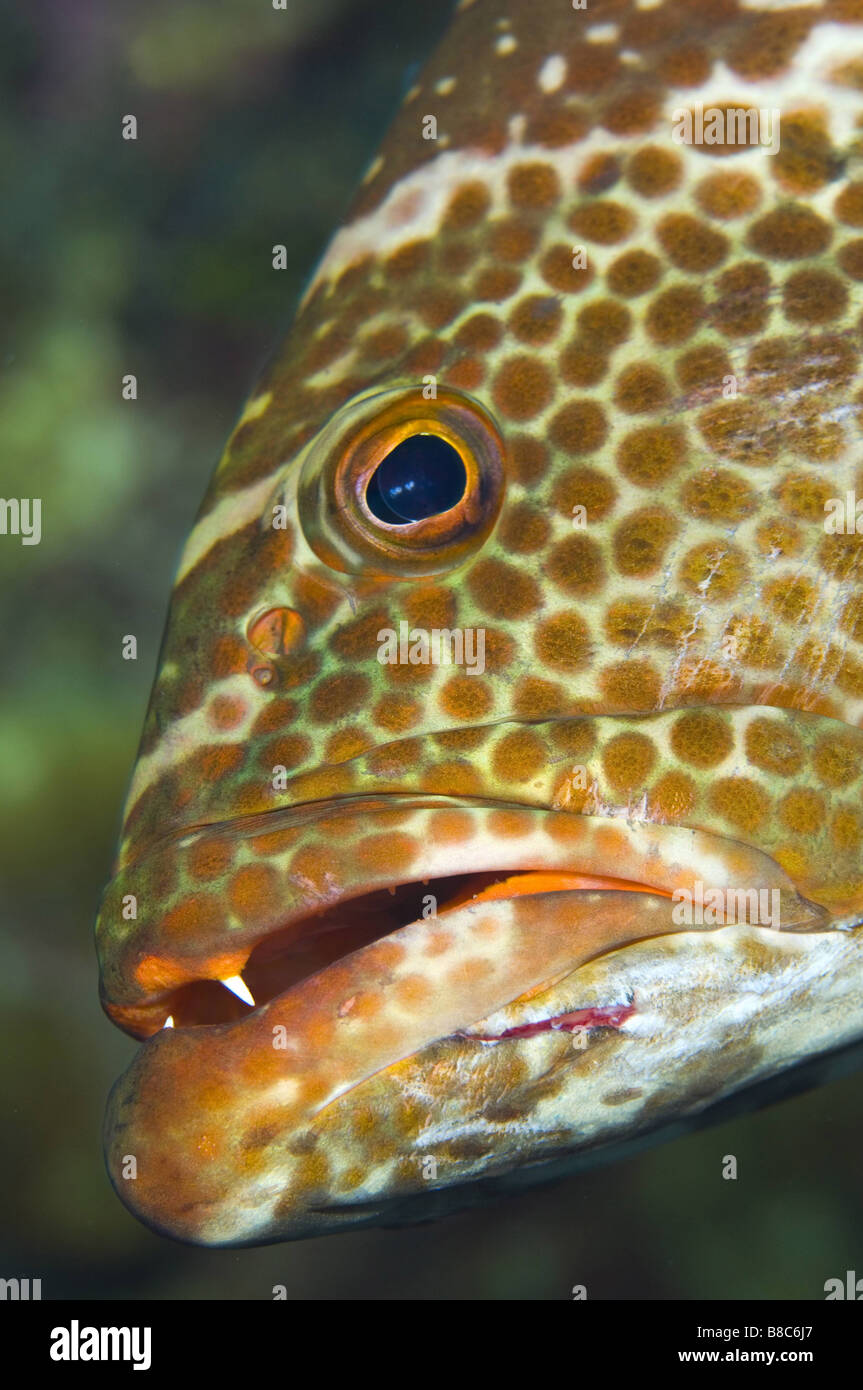 Grouper fish teeth hi-res stock photography and images - Alamy