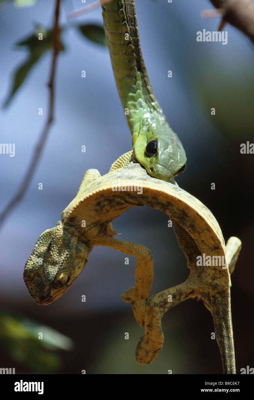 Boomslang snake hi-res stock photography and images - Alamy