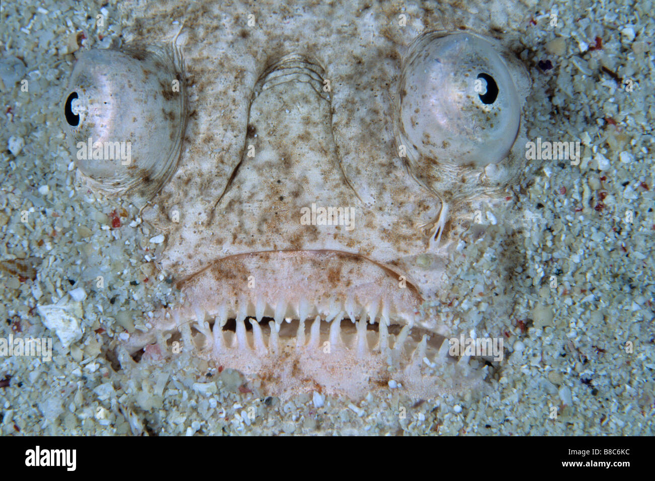 Stargazer marine hi-res stock photography and images - Alamy