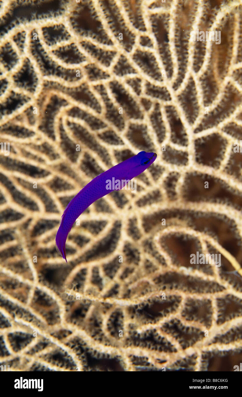 Purple dottyback hi-res stock photography and images - Alamy