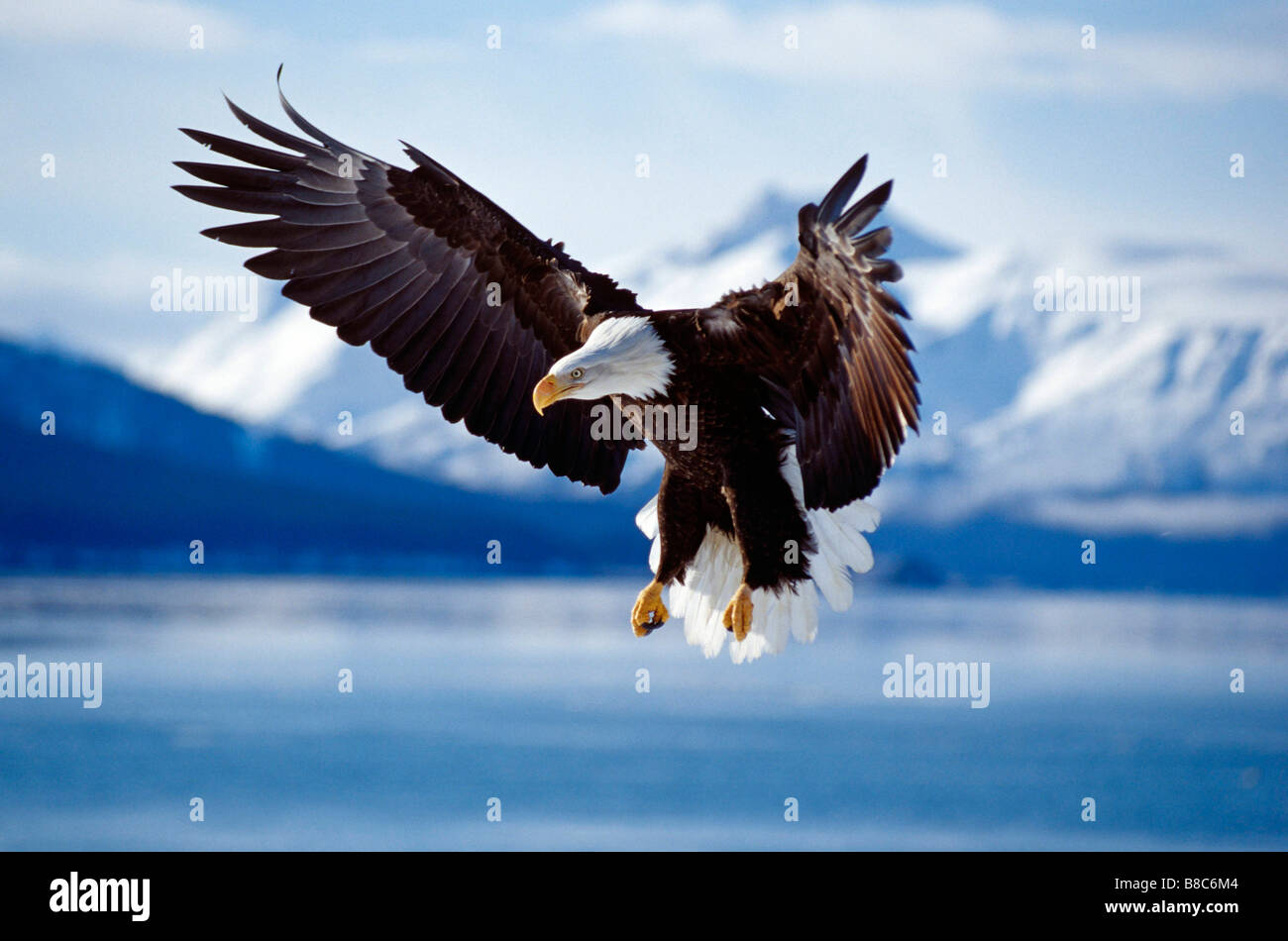 About the eagle hi-res stock photography and images - Alamy