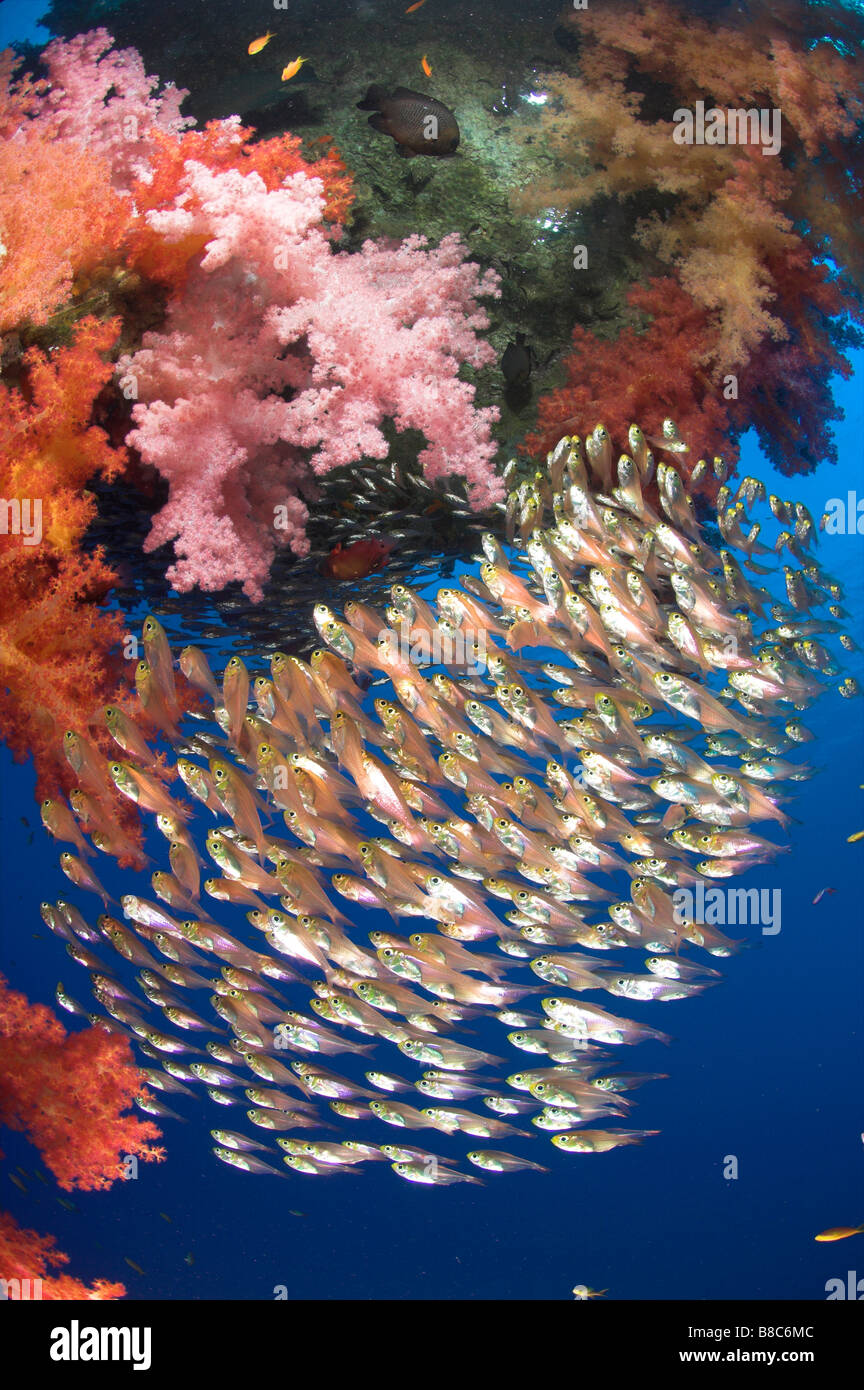 Sweepers around soft coral Stock Photo - Alamy