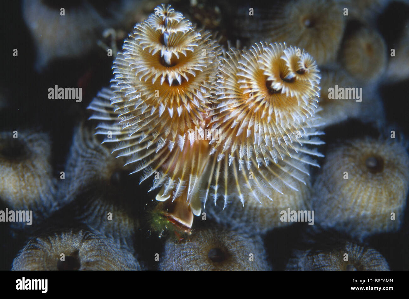 Christmas tree worm Stock Photo - Alamy