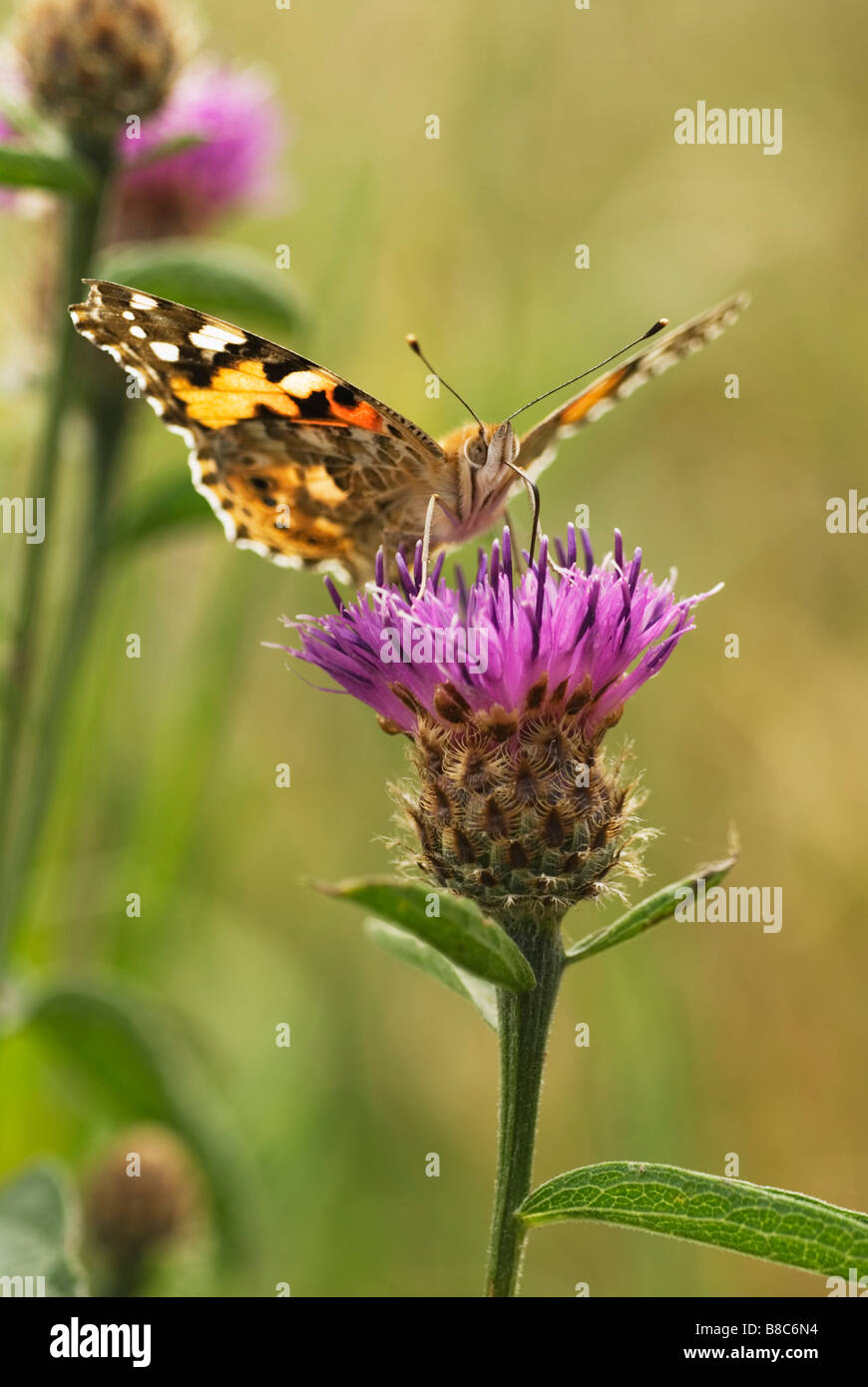 Animal lady hi-res stock photography and images - Alamy