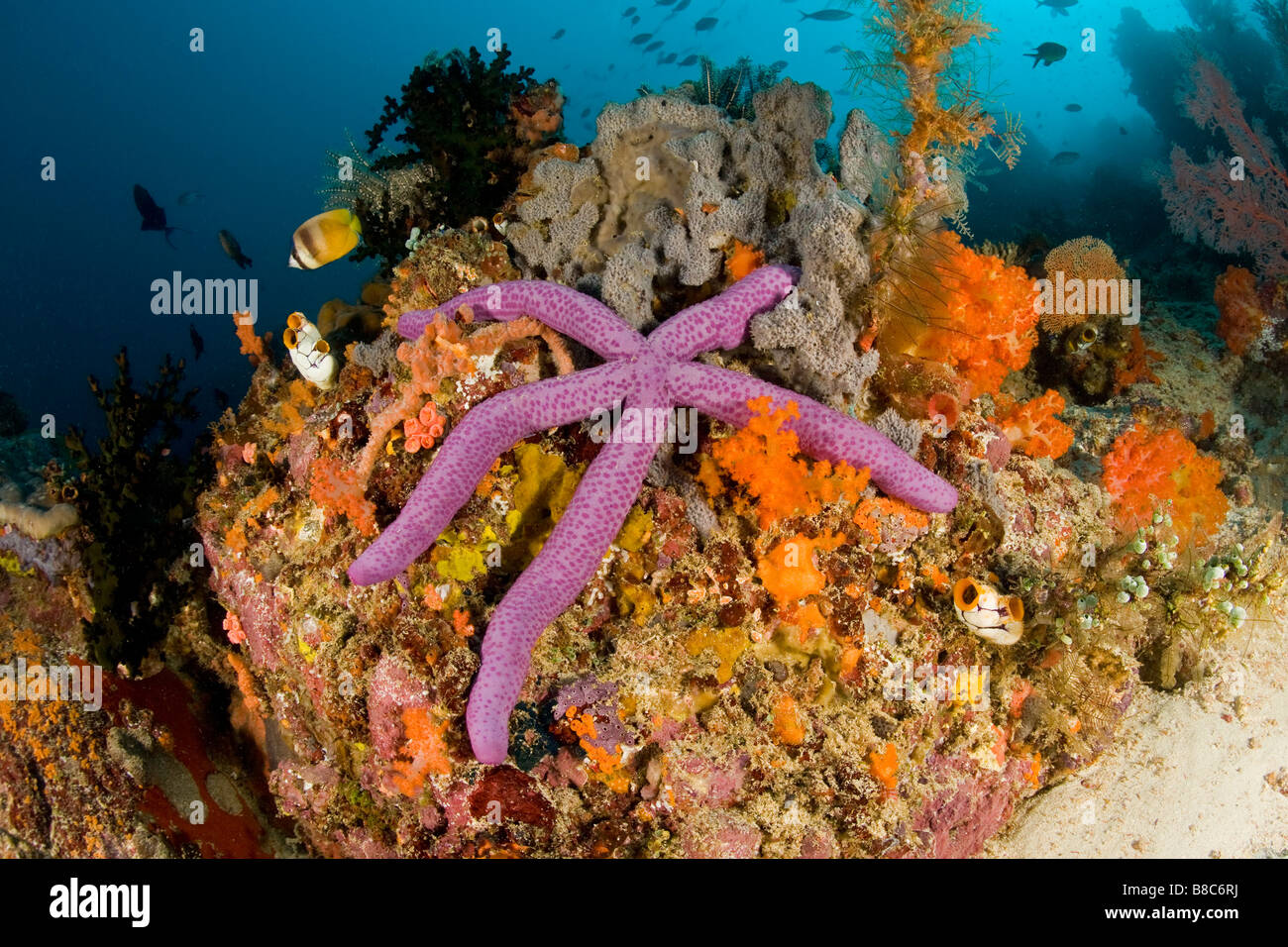 A purple sea star hi-res stock photography and images - Alamy