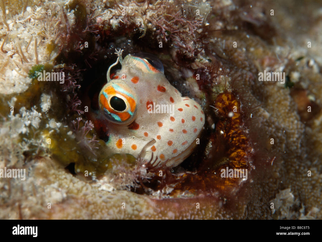 Redspotted blenny hi-res stock photography and images - Alamy