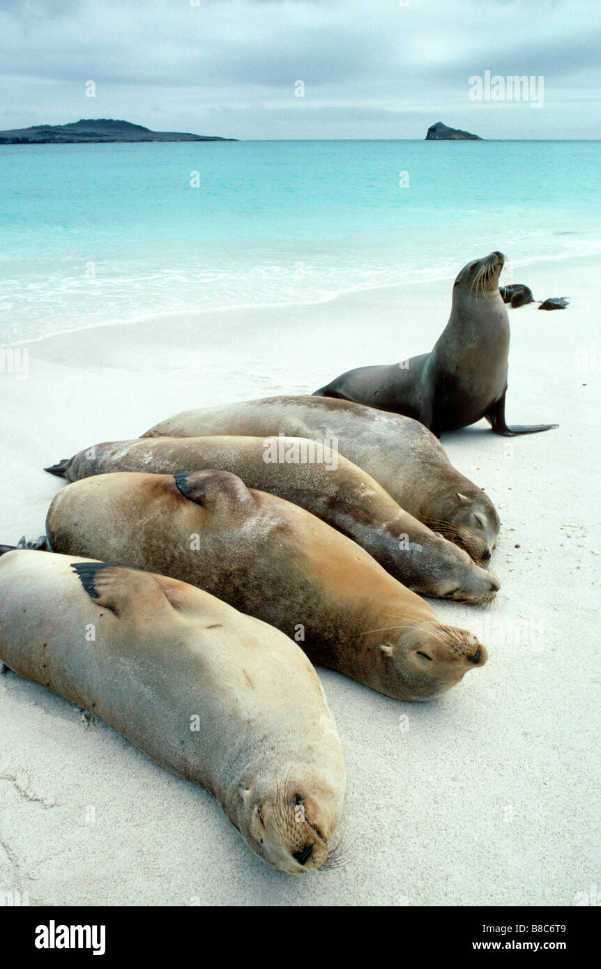 galapagos sea lions Stock Photo - Alamy