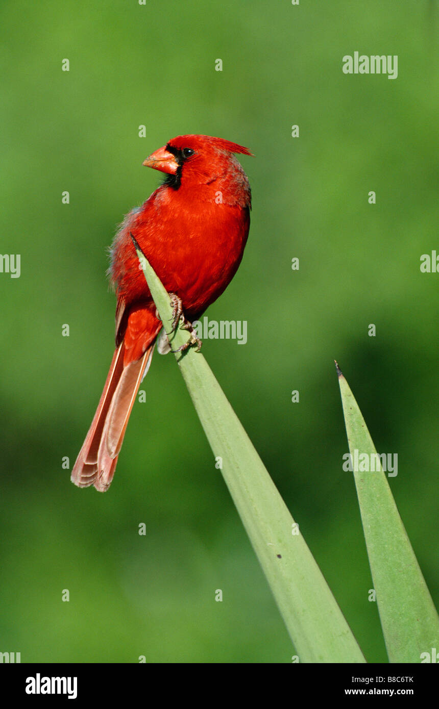 Cardinal hi-res stock photography and images - Alamy