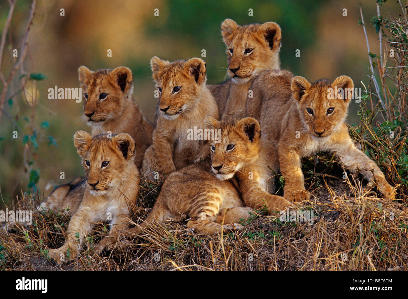 Litter of lion cubs hi-res stock photography and images - Alamy