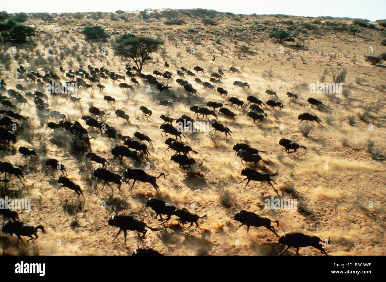 Wildebeest migration aerial hi-res stock photography and images - Alamy