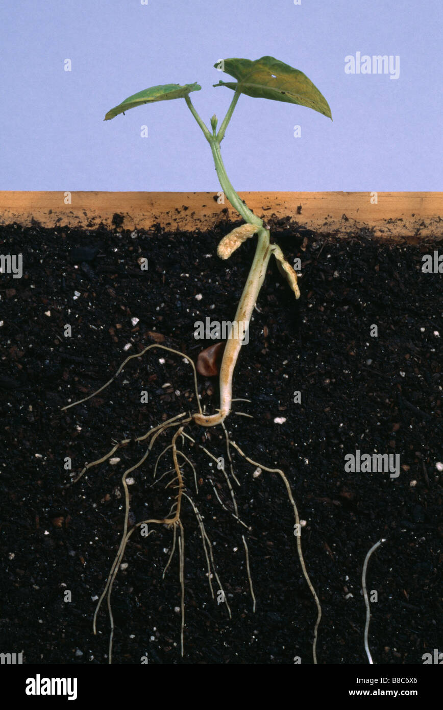 Bean Plant Roots High Resolution Stock Photography and Images - Alamy