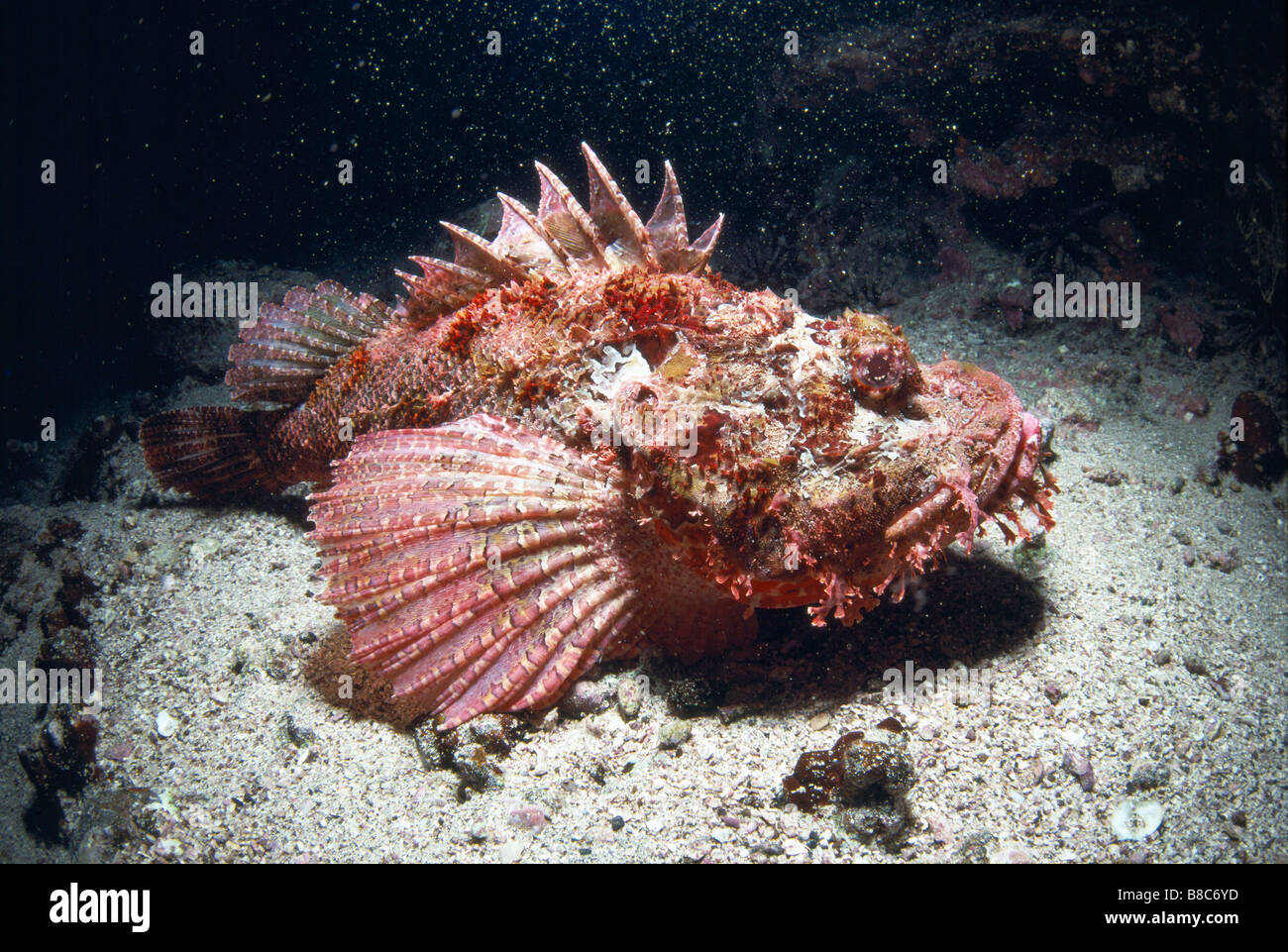 Underwater camouflaging hi-res stock photography and images - Alamy