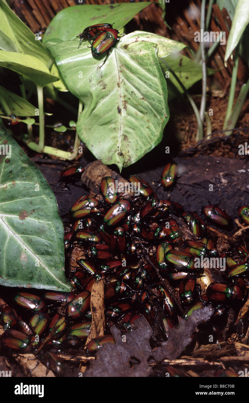 Cetonischema aeruginosa, tropical rainforest beetle Stock Photo - Alamy