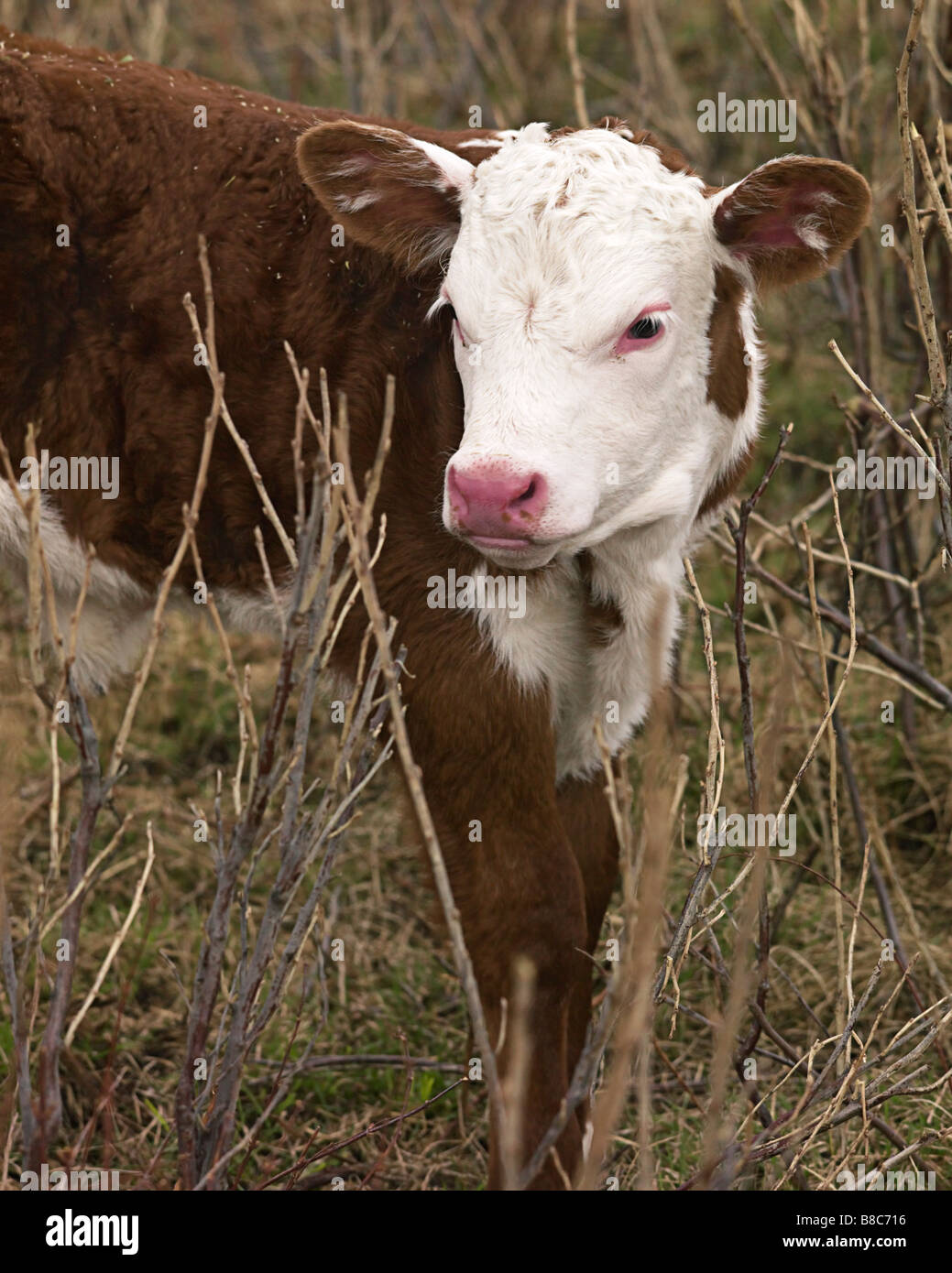 New Born Calf, Longview, Alberta Stock Photo - Alamy