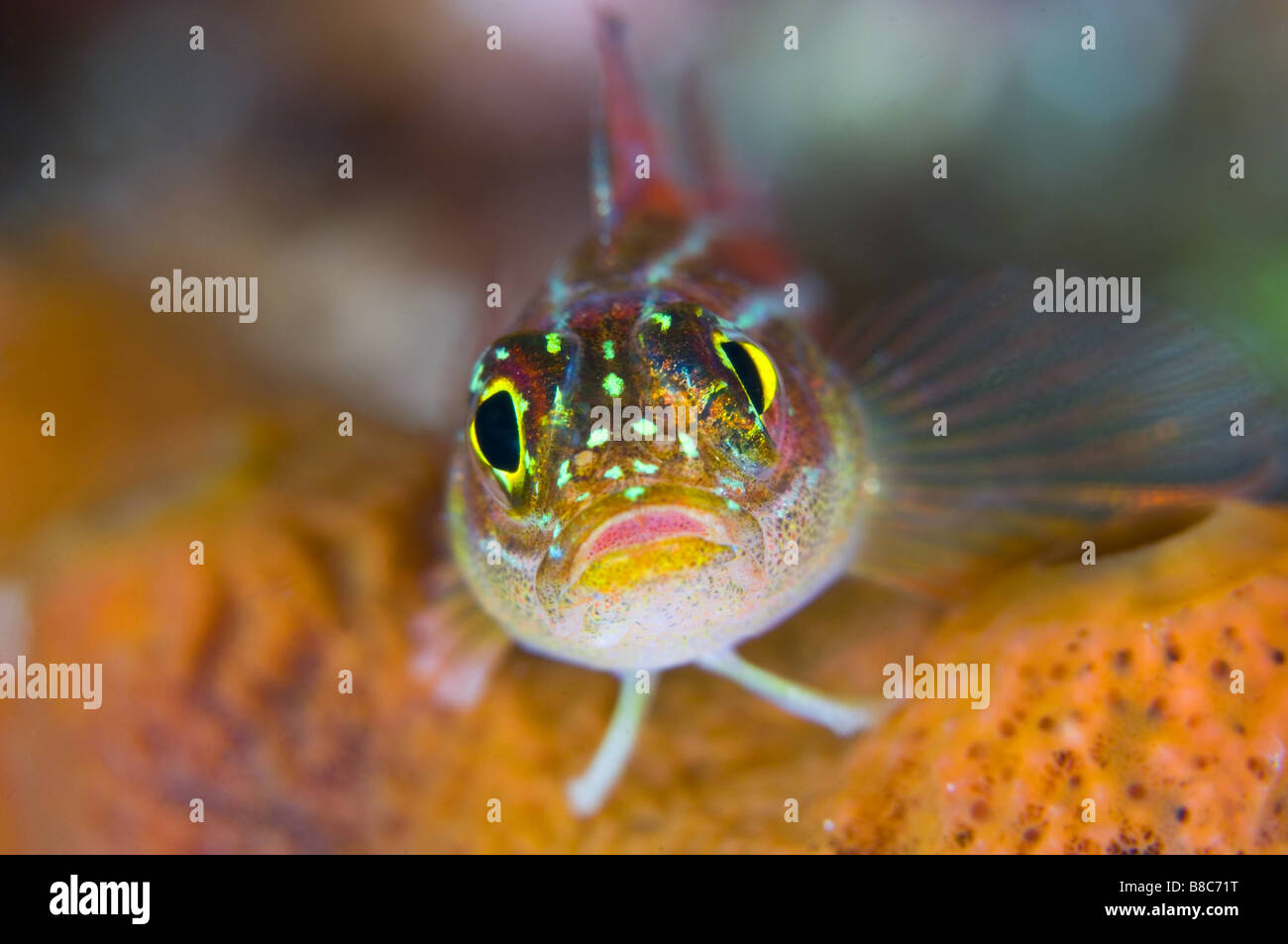 Neon triplefin hi-res stock photography and images - Alamy
