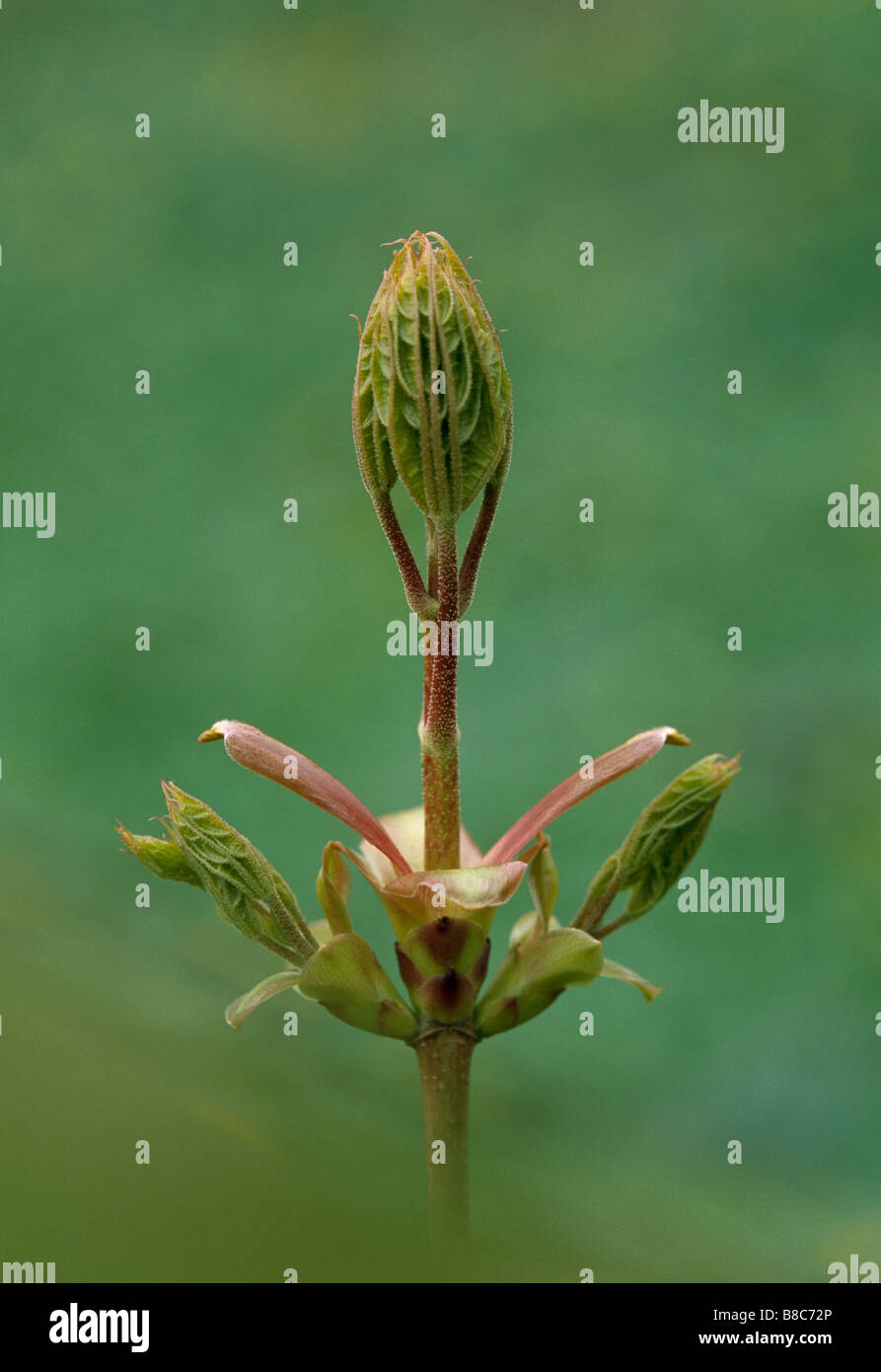 Sycamore tree seedling hi-res stock photography and images - Alamy
