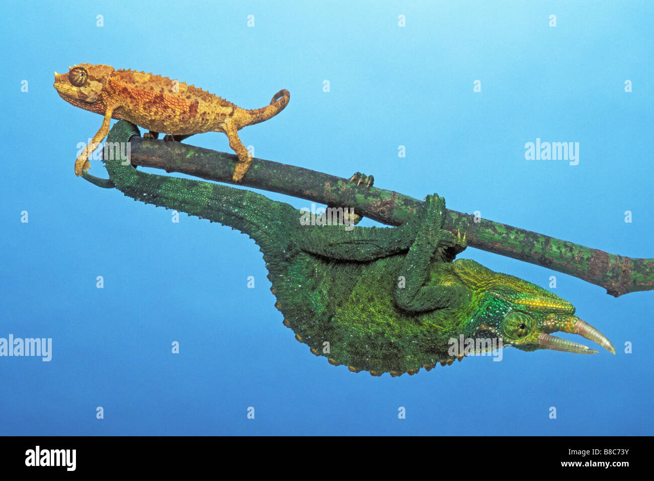 Male jacksons chameleon hi-res stock photography and images - Alamy