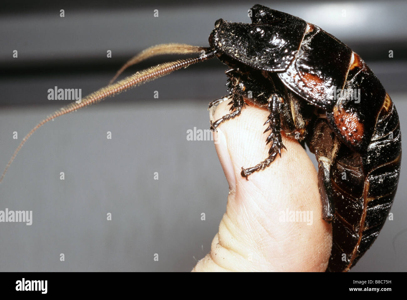 Hissing beetle hi-res stock photography and images - Alamy