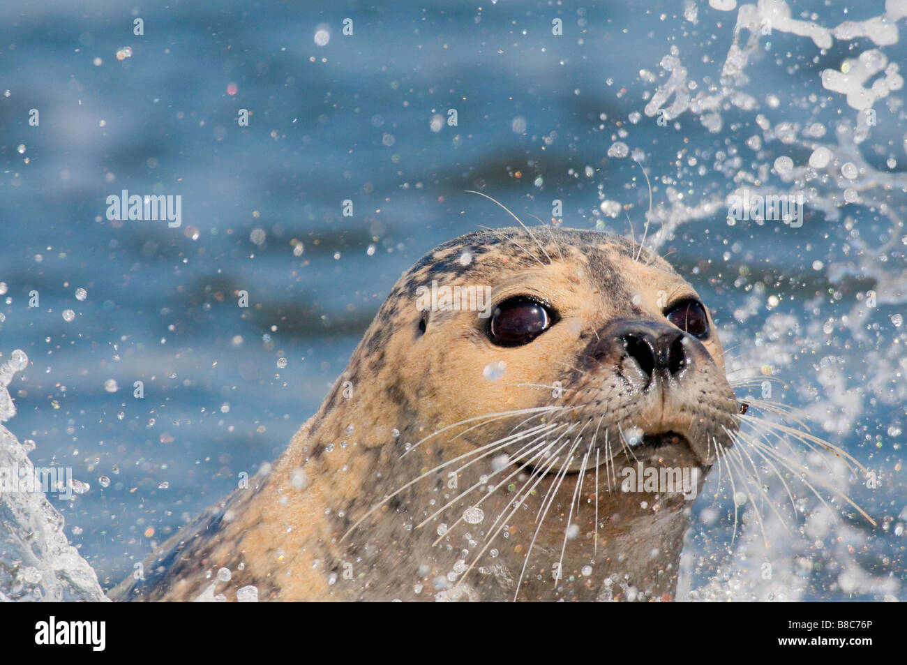 Seehund (Phoca vitulina) - European Common Seal Stock Photo - Alamy
