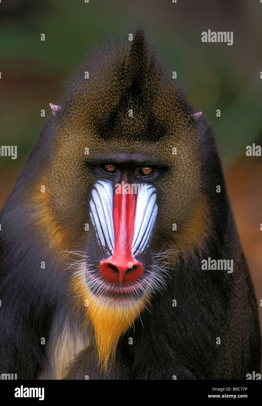 Single mandrill hi-res stock photography and images - Alamy