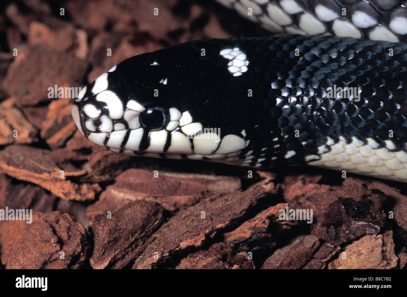 Milk snake lampropeltis getula californiae hi-res stock photography and ...